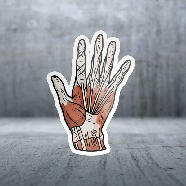 Sticker Pack | 10713 - Illustrated Anatomy - Hand