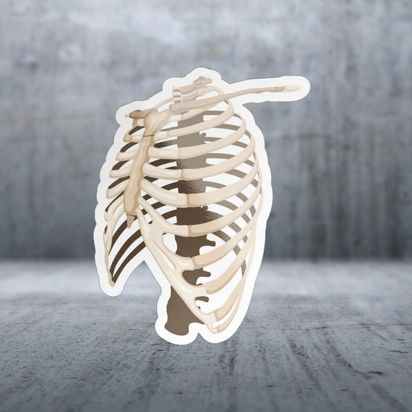 Sticker Pack | 10724 - Realistic Anatomy - Chest