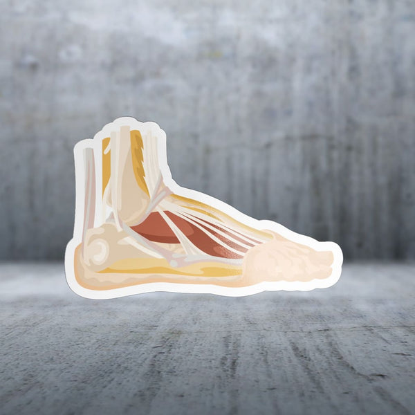 Sticker Pack | 10725 - Realistic Anatomy - Foot