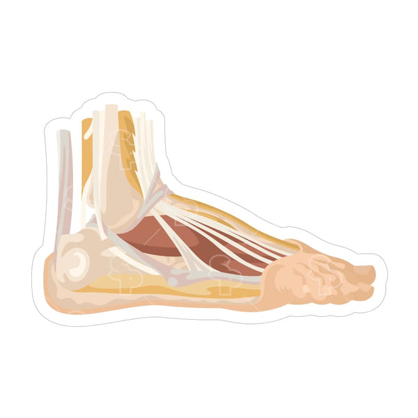 Sticker Pack | 10725 - Realistic Anatomy - Foot