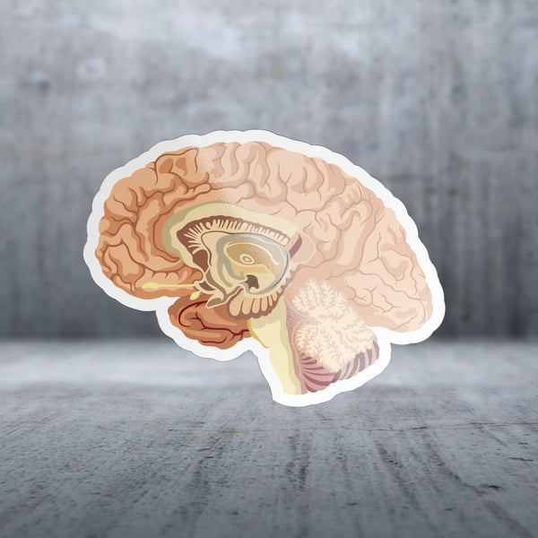 Sticker Pack | 10726 - Realistic Anatomy - Brain