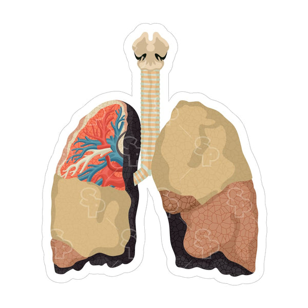 Sticker Pack | 10727 - Realistic Anatomy - Lungs